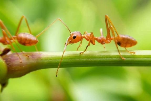 Things You Should Know About Fire Ants