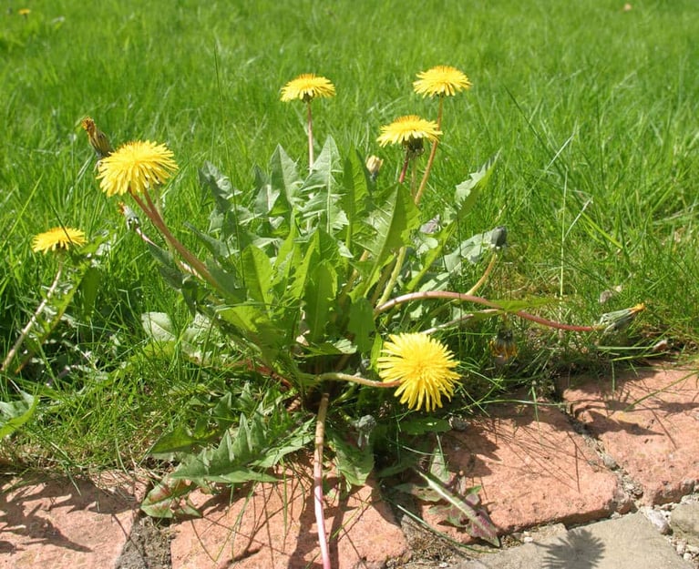 Most Common Southern Lawn Weeds to Watch For