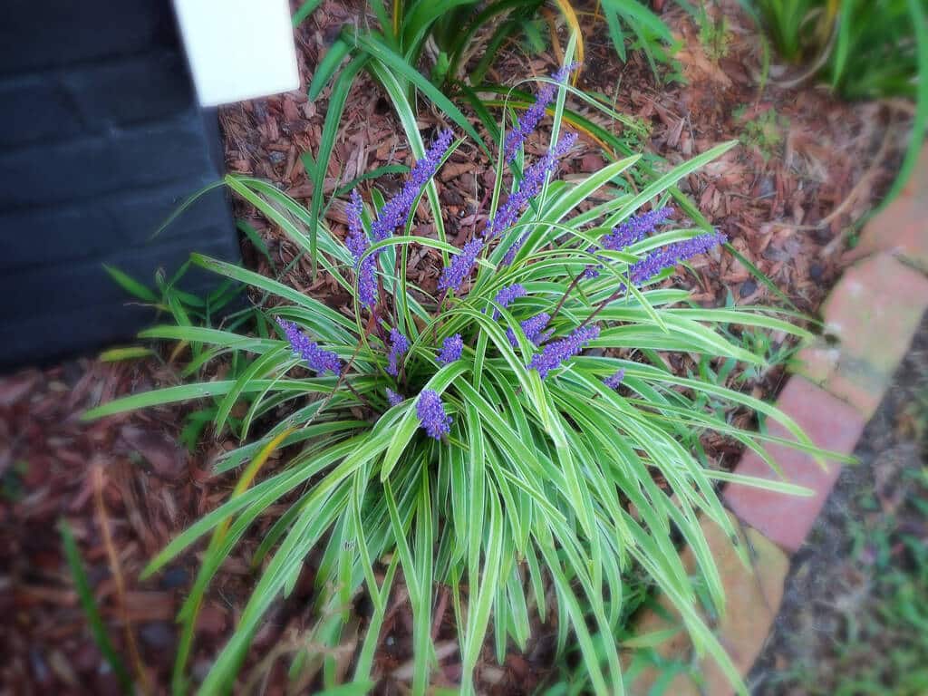 How to Maintain "Monkey Grass"