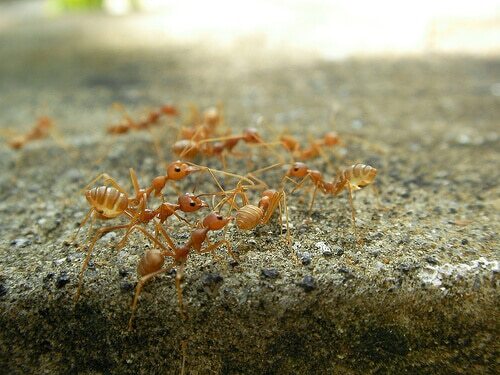 Tips & Tricks to Get Rid of Fire Ants