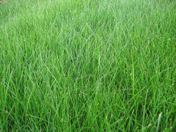 What Your Warm-Season Grass Needs