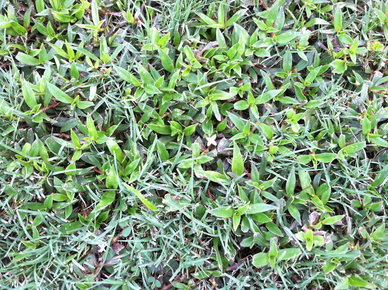 What You Should Know About Virginia Buttonweed